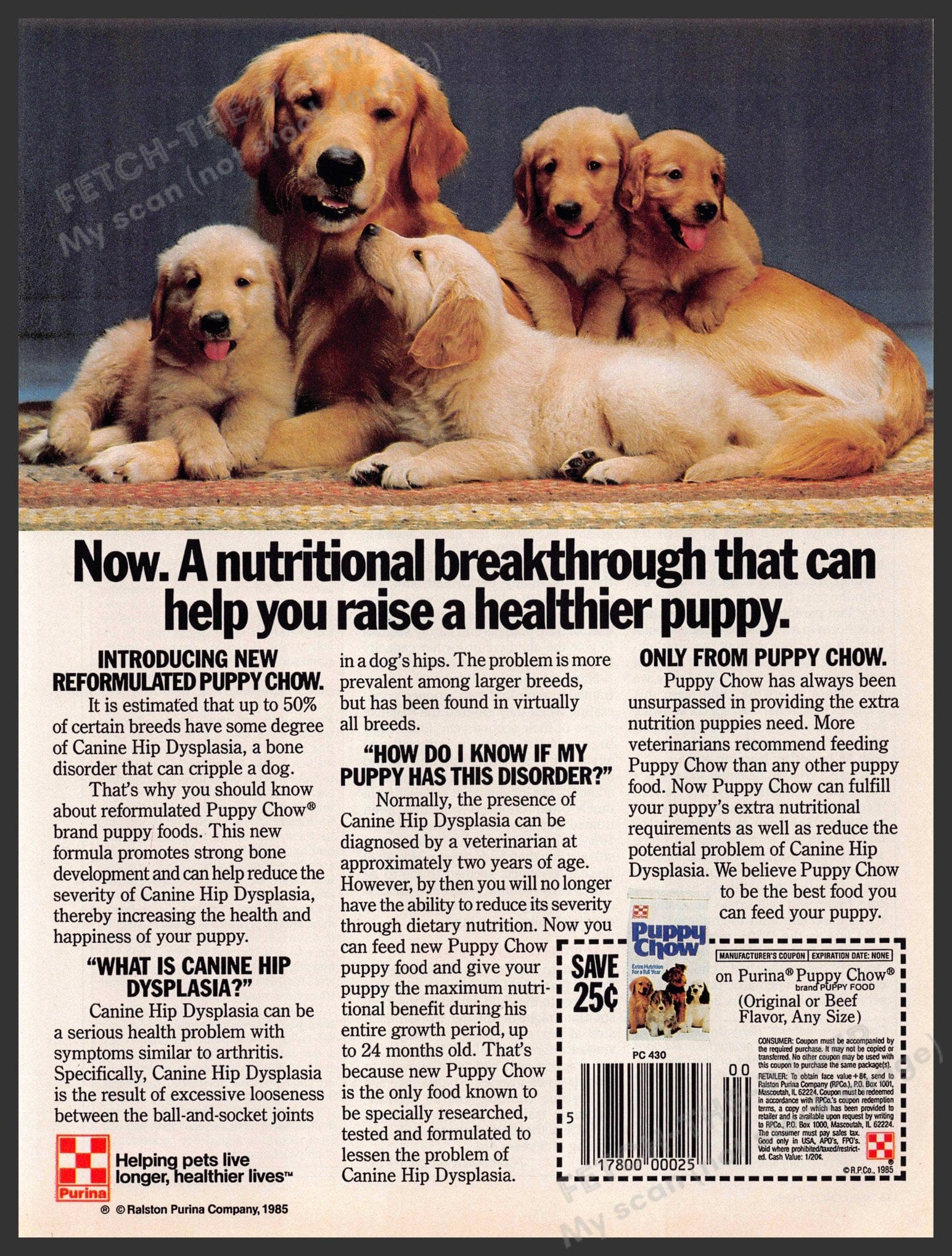 Purina 1980s Print Advertisement 1986 Chow Golden Retriever Dog & Pupp ...