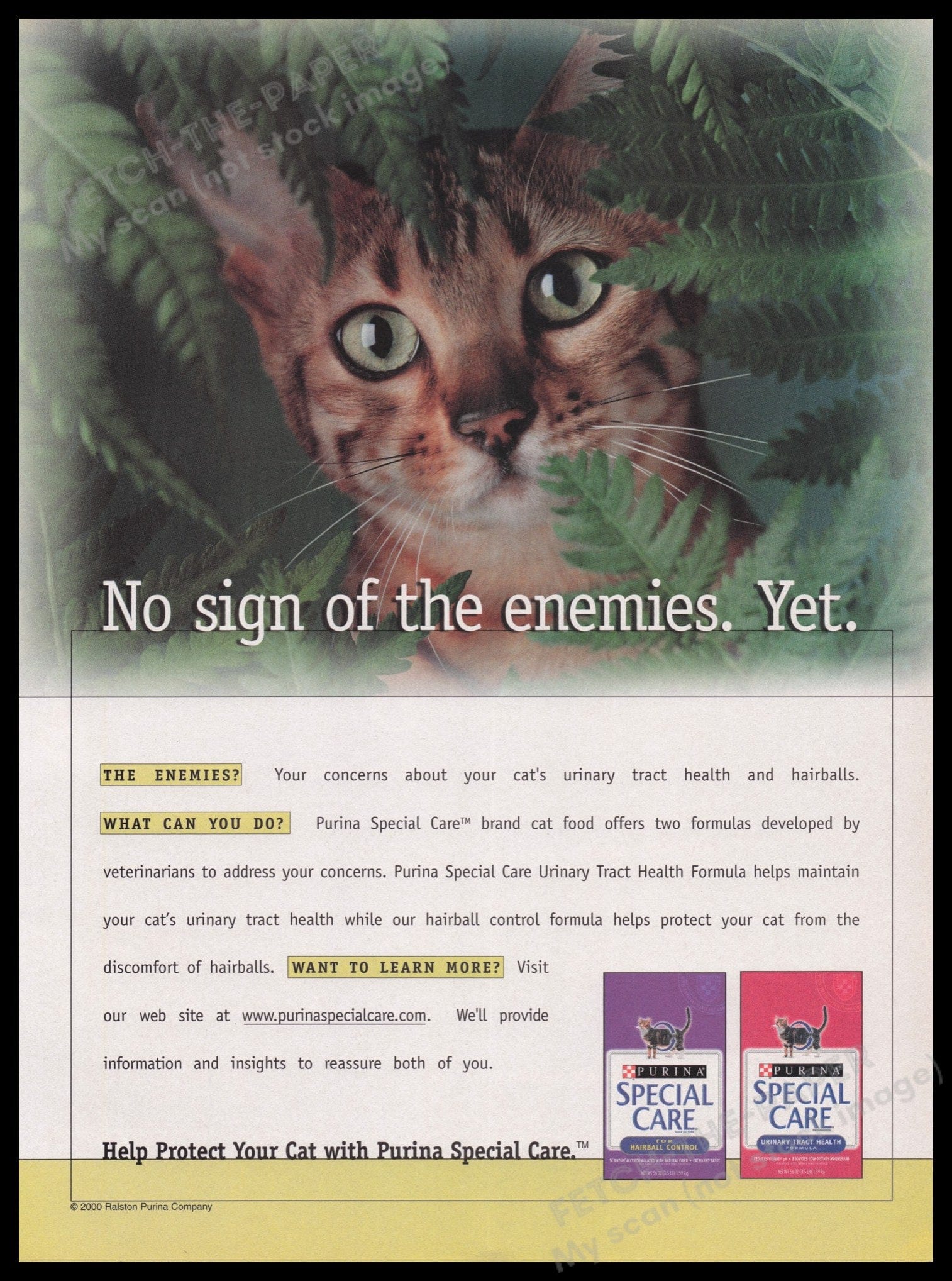 Purina Cat Food 2000s Ad - Vintage Kitty in Ferns Print — Fetch-the-Paper