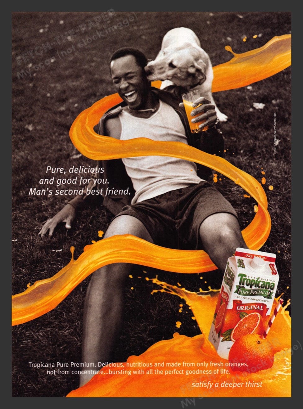 Tropicana Orange Juice 2001 Ad with Yellow Lab Dog Print — Fetch-the-Paper